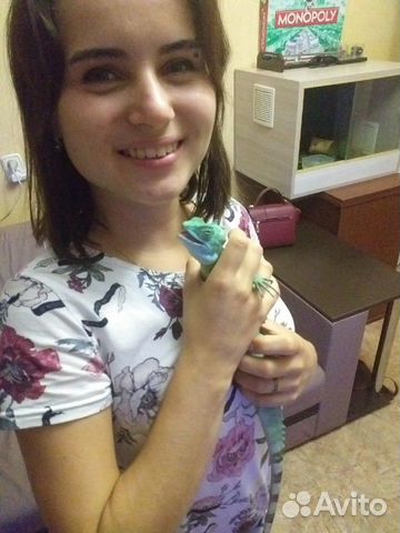 Шлемоносный василиск