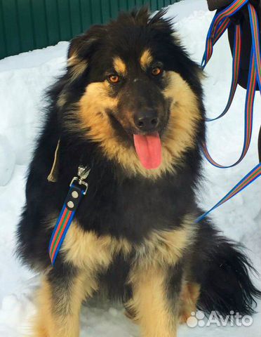 Вега, метис овчарки