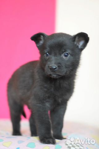 Черный маленький щеночек, возраст 2 месяца