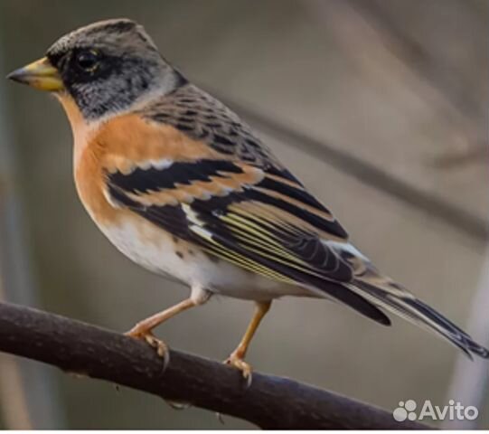 Певчие птицы