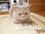Вязка для кота