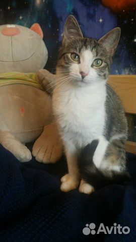 Котенок девочка 5.5 месяцев