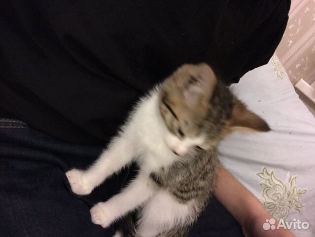Продаю британский котика мальчик 2 месяца