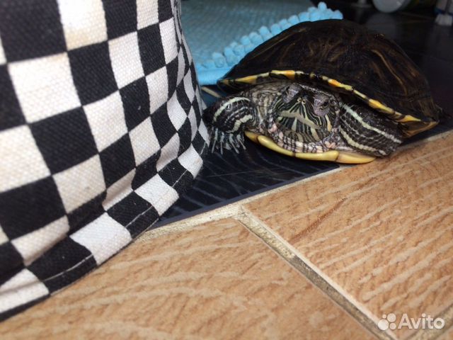 Черепаха Красноухая