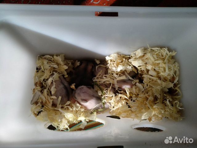 Милые ждунгарские хомячки