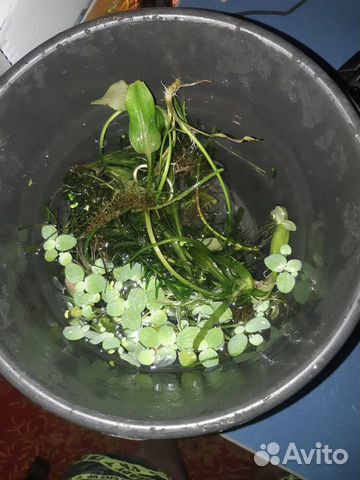 Растения прополка