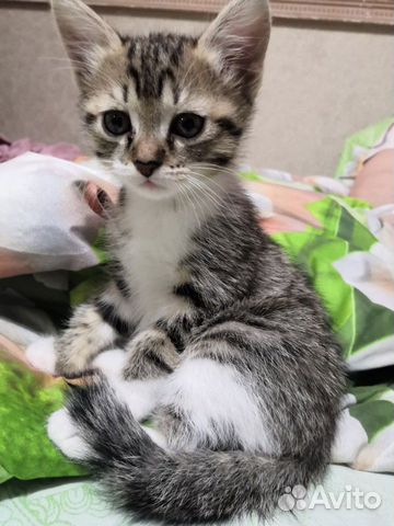Кошка
