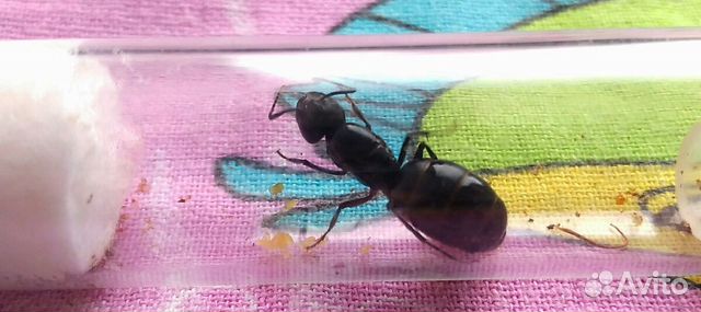 Муравьи Lasius Niger с рабочими