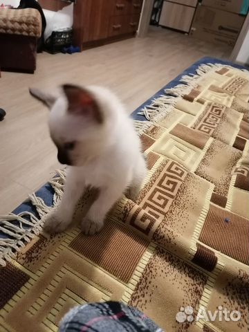 Котенок