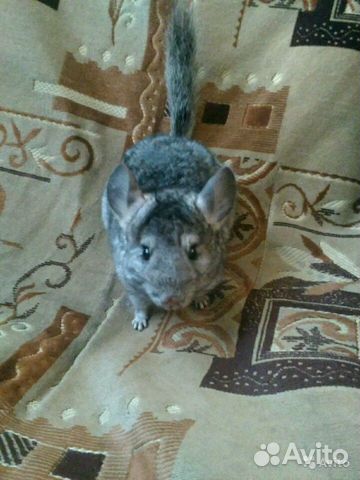 Шиншилла 6 мес. девочка