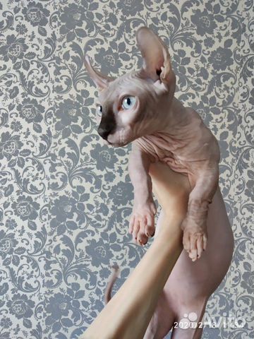 Двэльф девочка. Голубоглазая