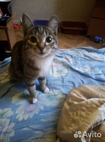 Отдам в добрые руки кошечку (Багира)