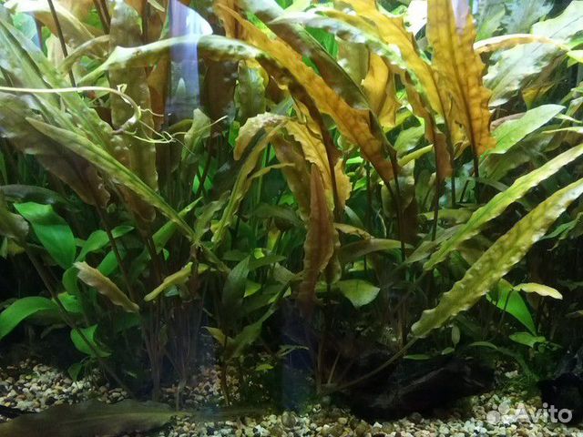 Аквариумное растение