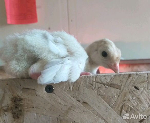 Бройлерные индюшата мясной породы Биг-6