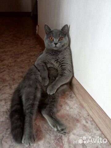 Чистокровная шотландочка ищет чистокровного вислоу