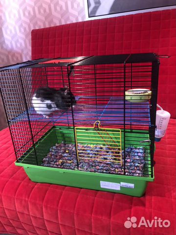 Продам крыса с клеткой