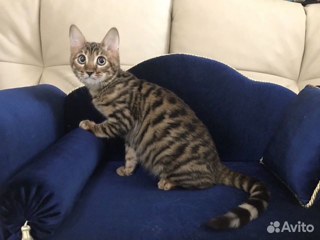 Тойгер кошечка Мадриса