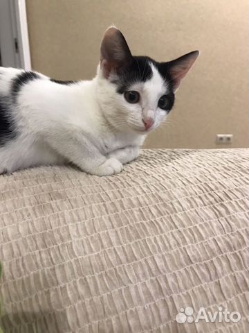 Кошка