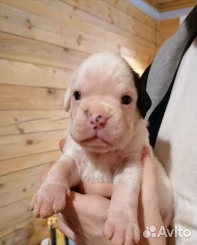 Щенок боксера