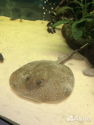 Скат моторо гибрид