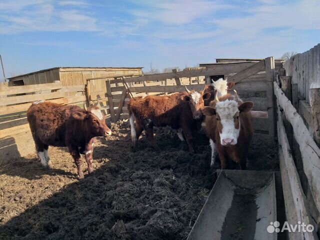 Годовалые тёлачки