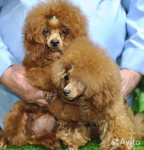 Щенки той пуделя