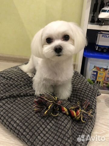 Кобель мини мельтезе для вязки