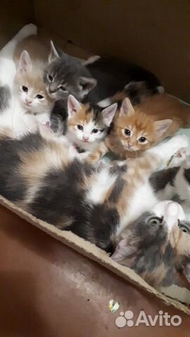 Котята
