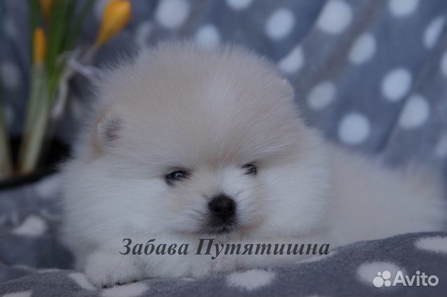 Кремовая принцесса