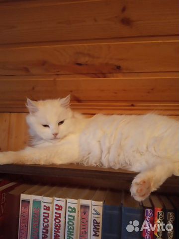 Белая ангора