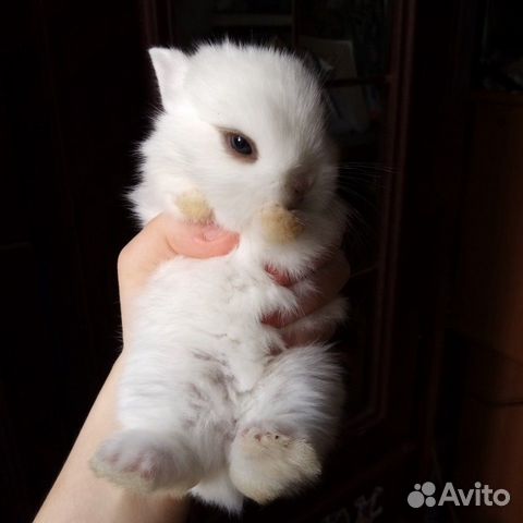 Крольчёнок карлик, девочка