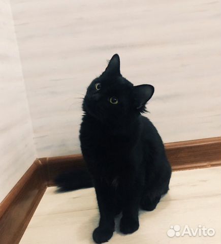Котик ищет дом