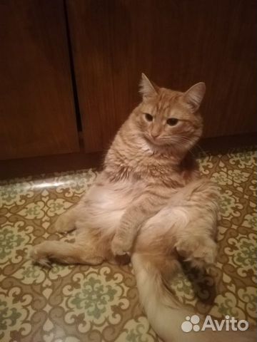 Ищем кошечку для случки