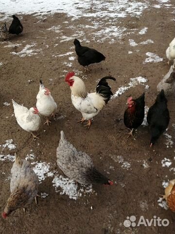 Яйцо домашнее куриное