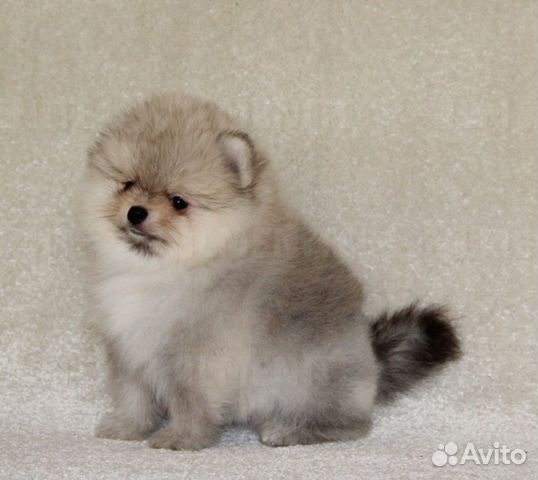 Мишки-мальчишки подросли, им скоро 2 месяца