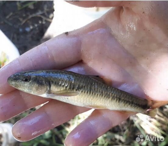 Продаётся годовик Белого Амура