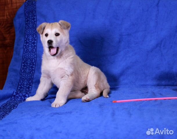 Нежная щенуля Плюша-50 оттенков счастья, в дар