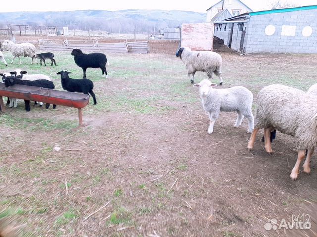 Овцы,ягнята