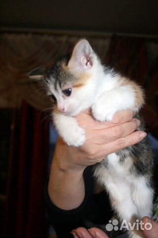 Трехцветная малышка-счастье в ваш дом