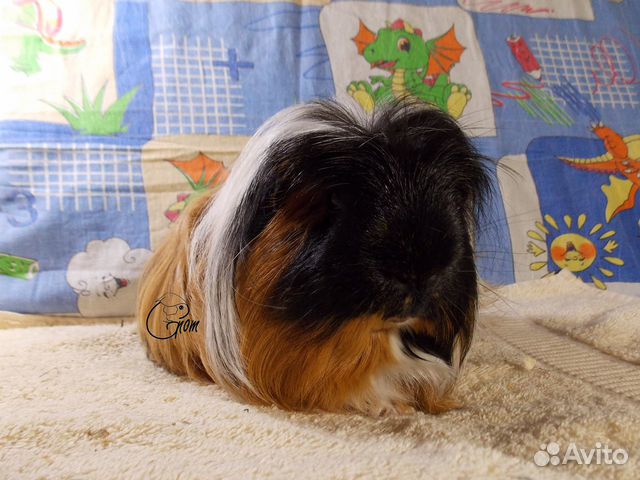 Морские свинки разных пород