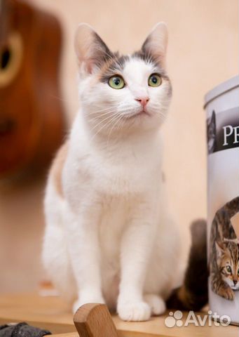 Стерелизованная кошка