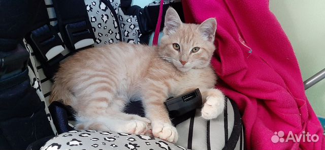 Котёнок мальчик