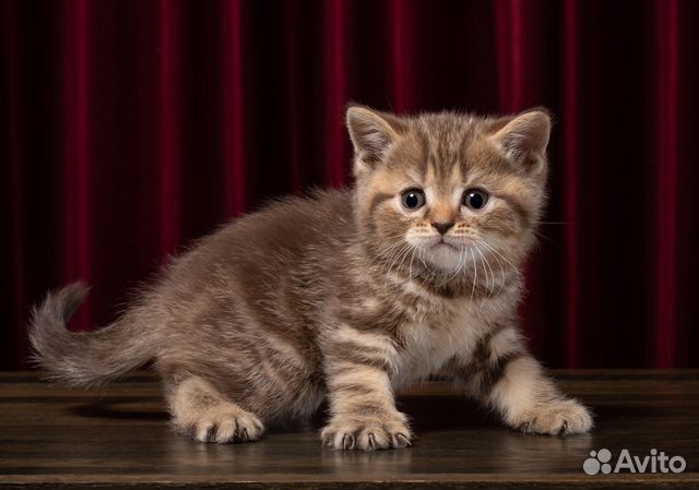 Британские котята
