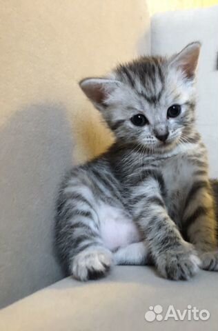 Шотландская