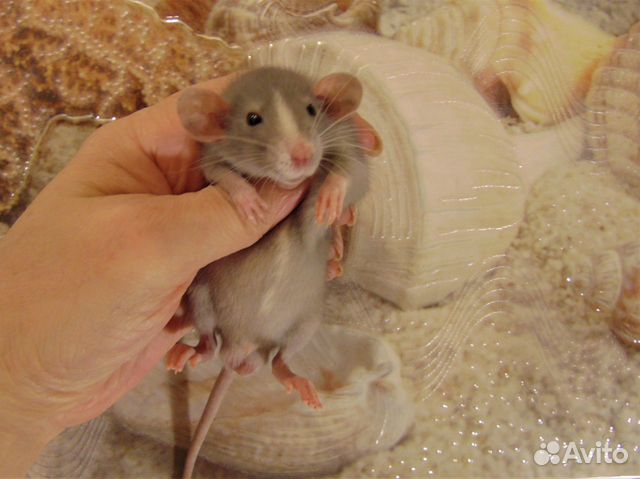 Крысы, крысята мальчики - дамбо, стандарт. клетки