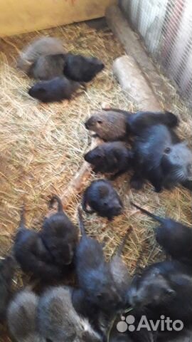 Продам нутрий