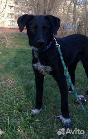 Щенок Метис охотничьей породы Сучка