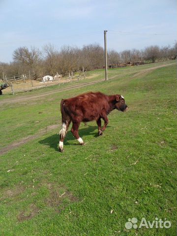 Бычок и телёнок