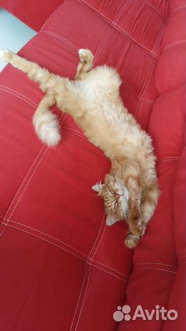 Котик в добрые руки