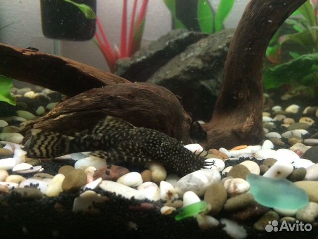 Петушок Севилья сомик